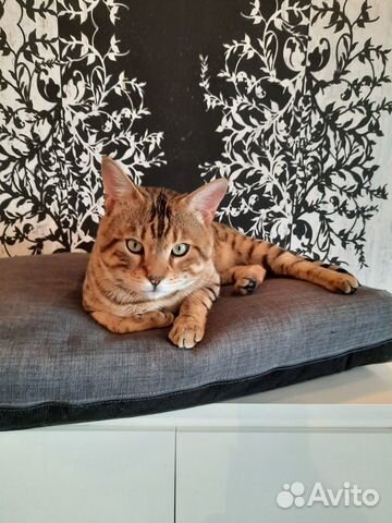 Отдам кота.С переноской