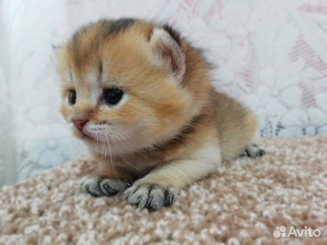 Золотая шиншилла