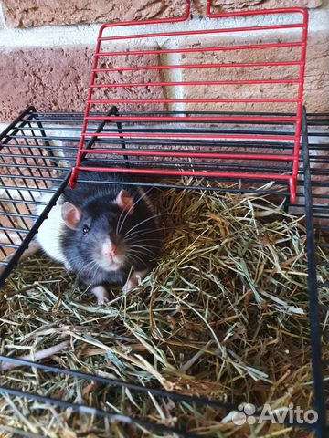 Отдам крысу с клеткой