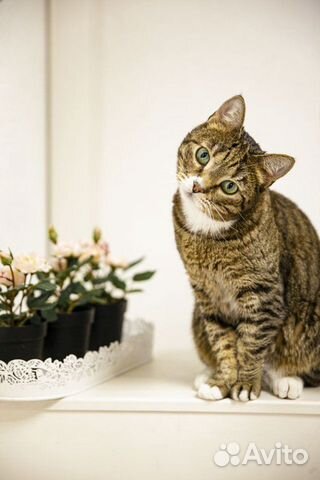 Котёнок в хорошие руки