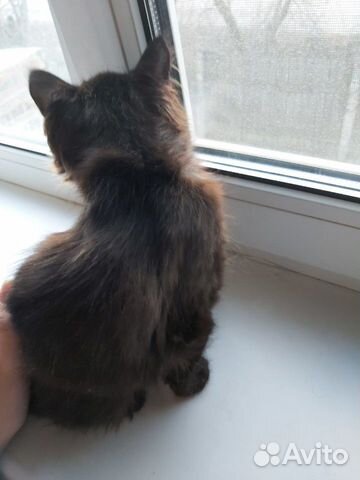 Котёнок