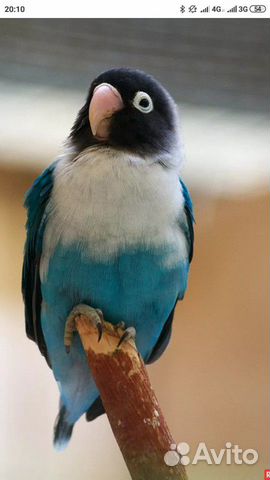 Попугай-неразлучник. Самец