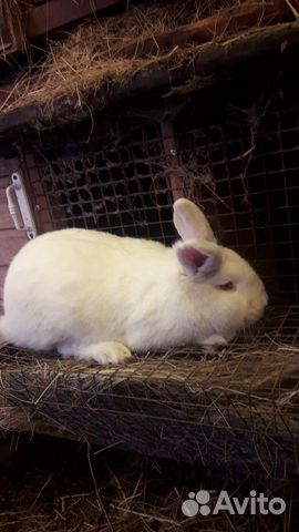 Новозеландские белые кролики