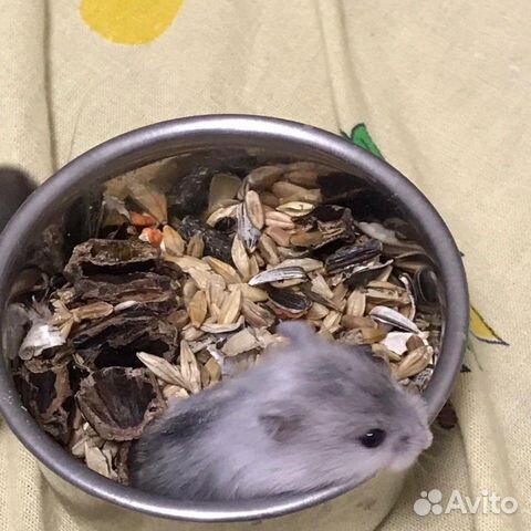 Малыши Джунгарики