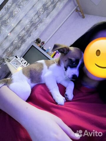 Чистокровный Джек рассел терьер мальчик