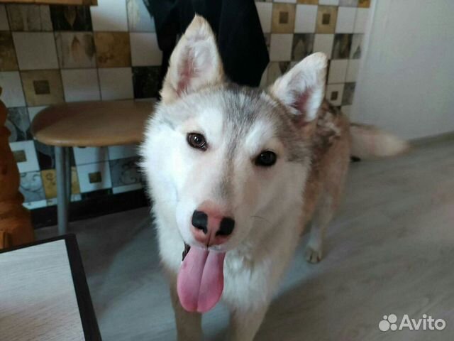 Сибирский хаски