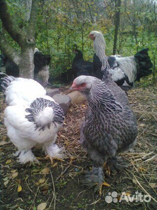 Семьи брама и виандот