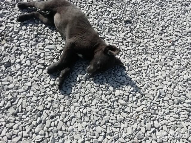 Щенок 3.5 мес