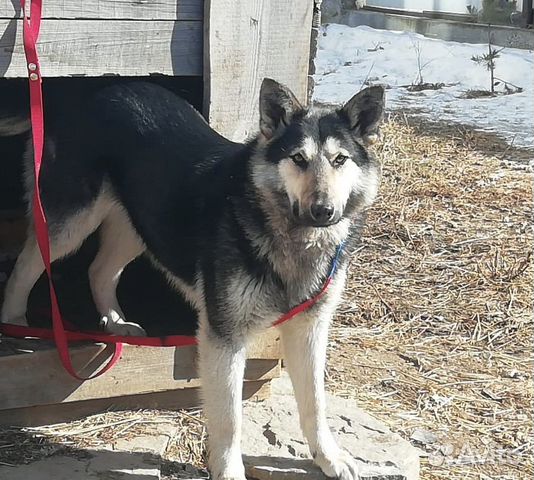 Собака девочка бесплатно