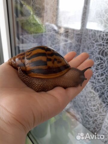 Улитка Ахатина Тигр