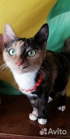 Ася - красивая добрая трехцветная кошечка в дар