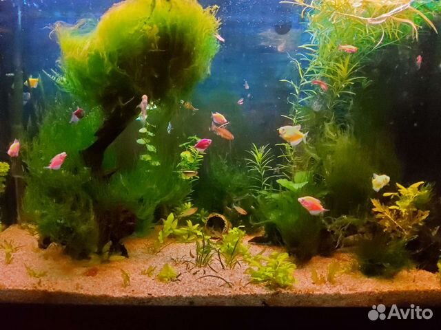 Аквариум 200 литров с тумбой