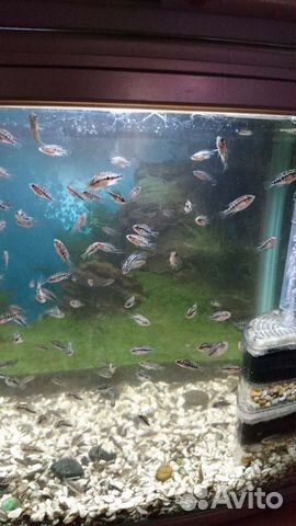 Цихлозома манагуанская. На втором фото родители