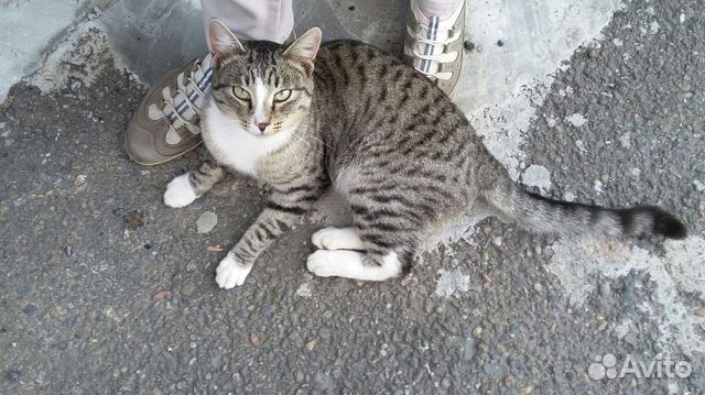 Отдам шикарного котика