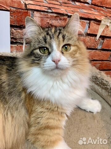 Кошка Нюша 1 годик