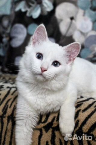 Сметанкин (котик 5 мес.) хочет домой