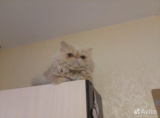 Персидская