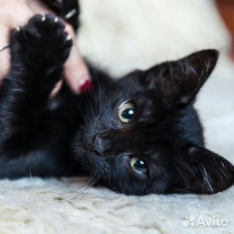 Чисто-черные котята и малыш с пятнышком на грудке