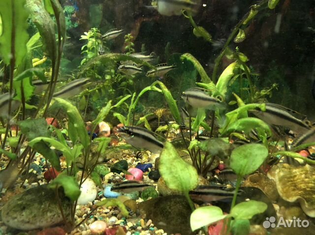 Пельвикахромис пульхер