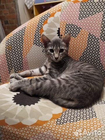 Котёнок девочка серебристая
