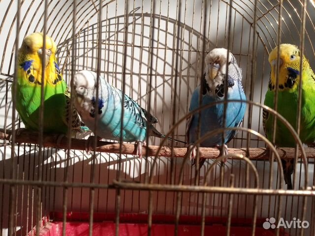 Попугаи девочки 1-1,5г (получехи)