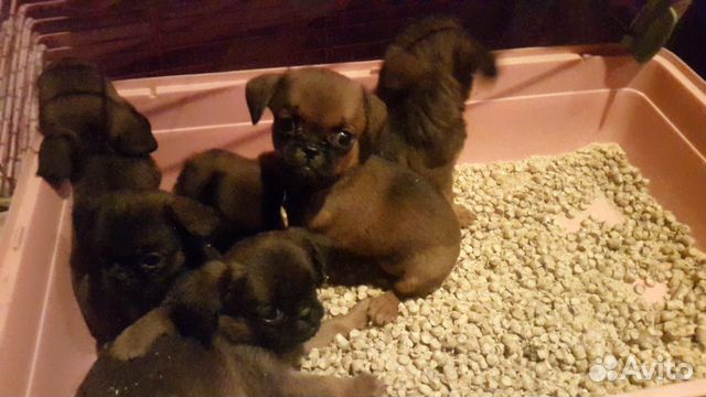 Птишка малышка