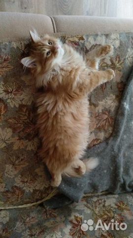 Сибирский котёнок