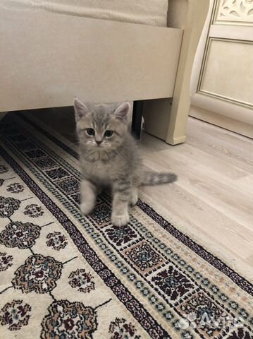 Продаю Британских котят. Мальчик и девочка. К лотк