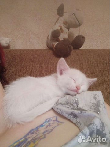 Котёнок (девочка)