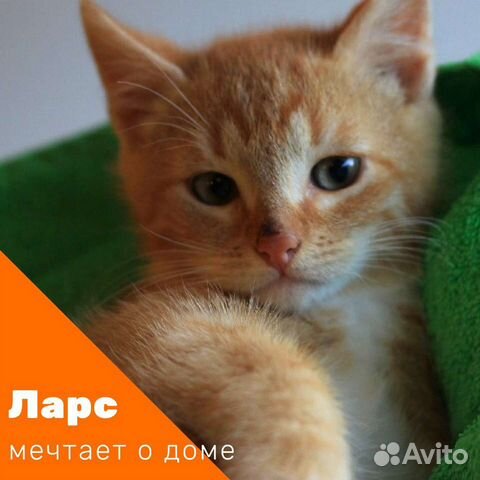 Рыжий котенок Ларс, 2 месяца, в добрые руки