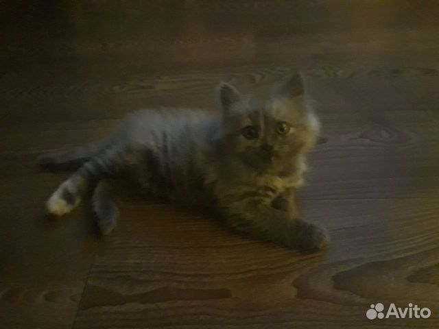 Отдам в добрые руки пушистую девочку