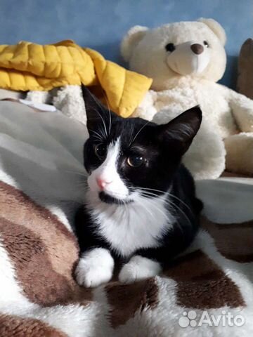 Котенок в добрые руки