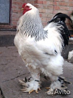 Продам молодых петушков