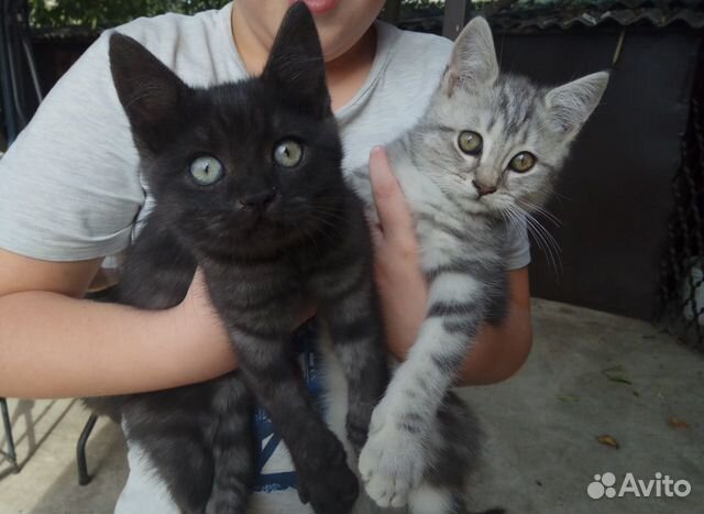 Котята в дар