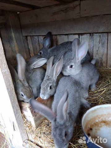 Крольчата шиншилла,калиф,полт.серебро