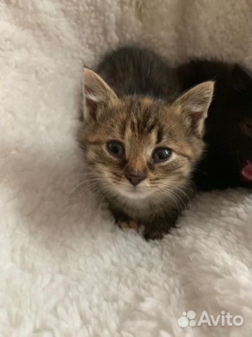 Котенок