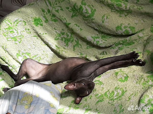 Вязка. Кот ждёт даму сердца