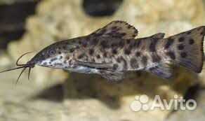 Сом таракатум