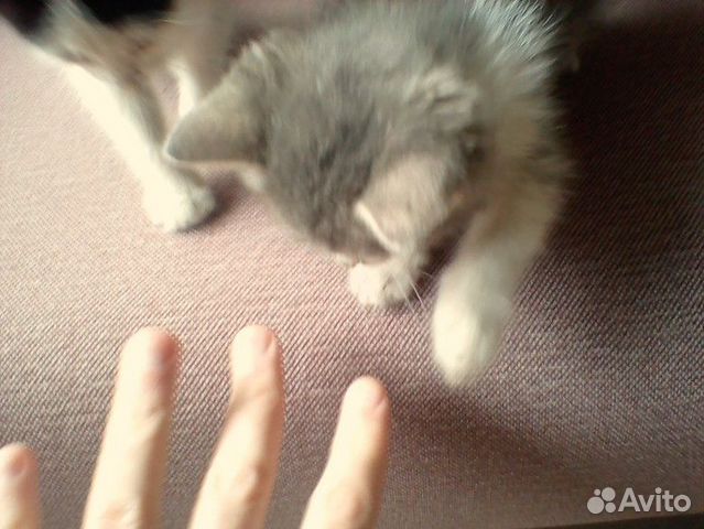 Бездомным котятам нужен хозяин