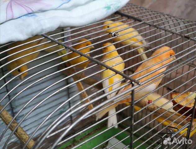 Кенар
