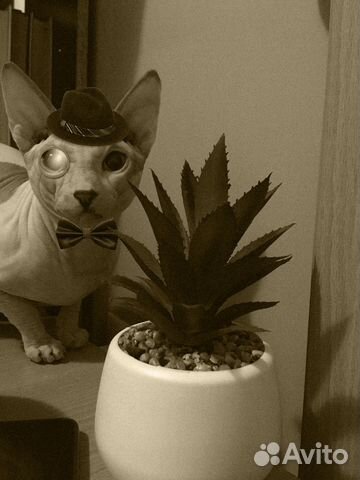 Канадский сфинкс для вязки