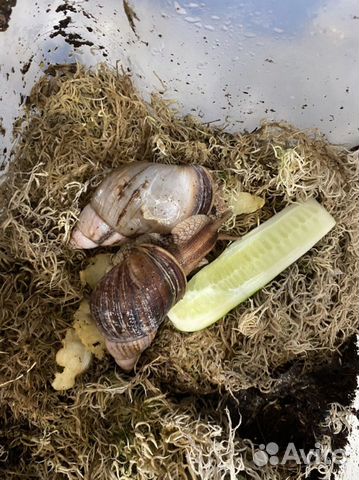 Улитки ахатины