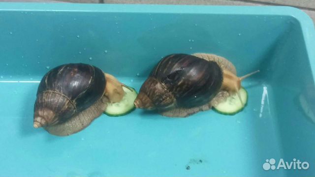 Улитка Африканская