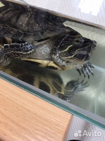 Морская Черепаха