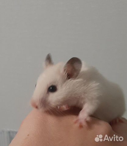 Сирийский хомяк