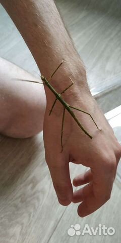 Жук-палочник