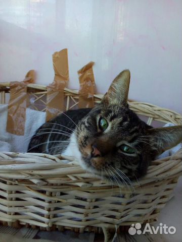 Тимошка ищет дом