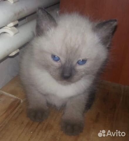 Шикарные котята