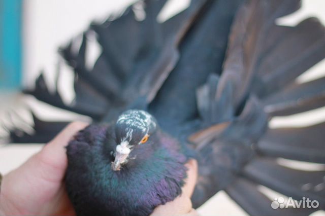 Николаевские голуби