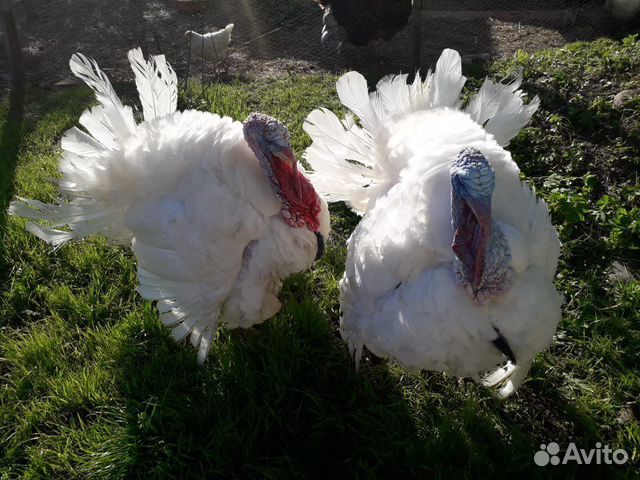 Индюк, несушки